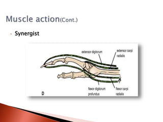 General principles of skeletal muscle | PPT
