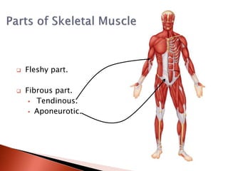 Parts Of Skeletal Muscle