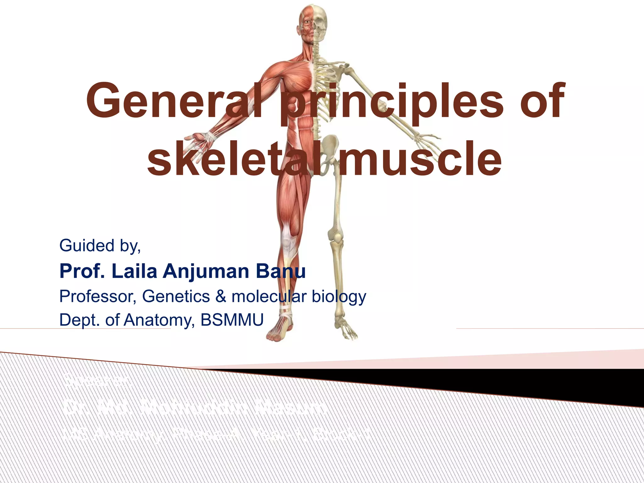 General principles of skeletal muscle | PPT
