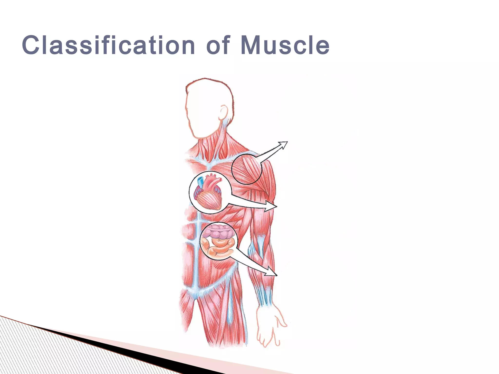 General principles of skeletal muscle | PPT