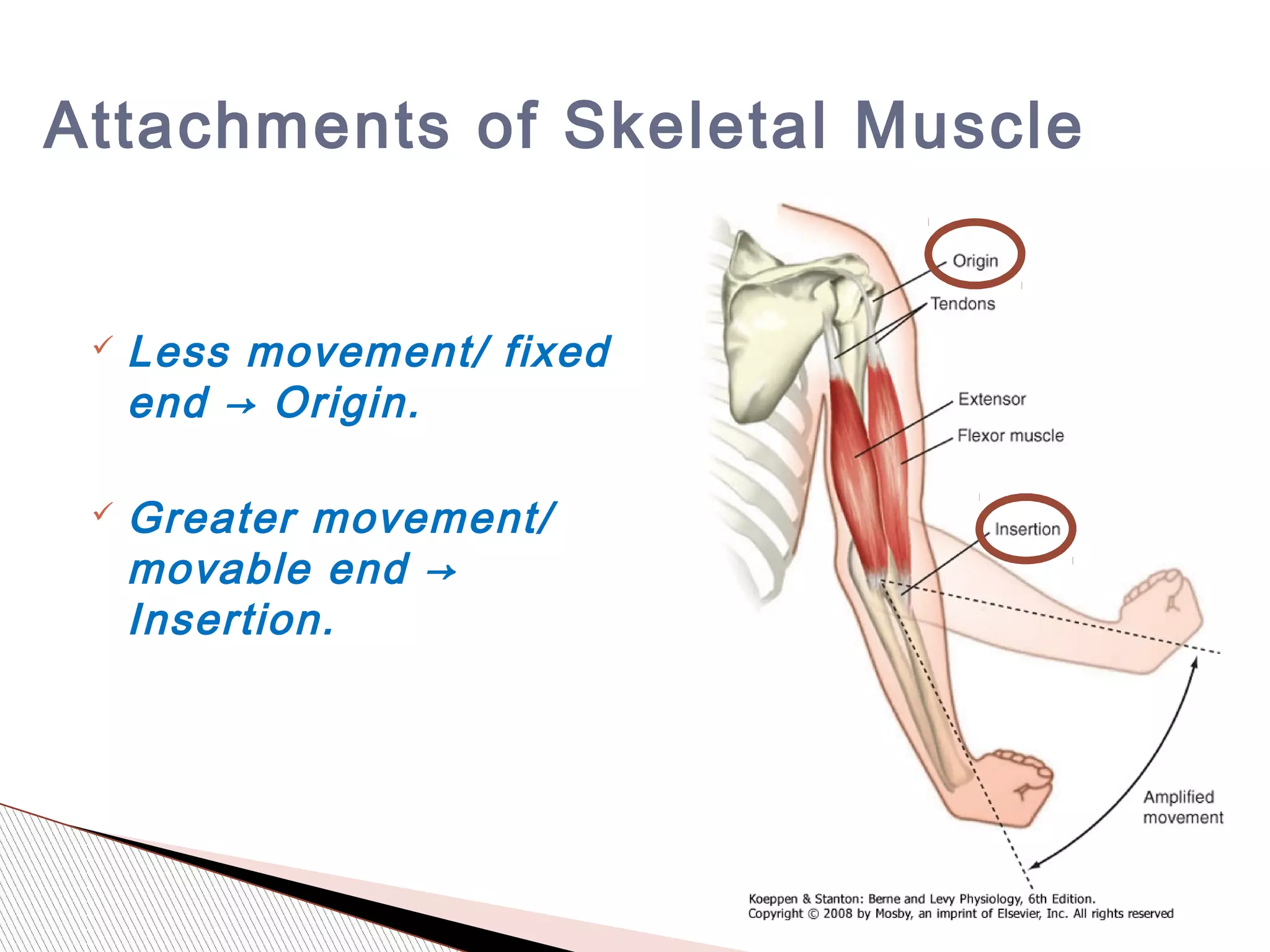 General principles of skeletal muscle | PPT