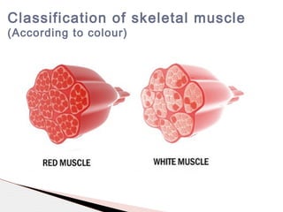 General principles of skeletal muscle | PPT