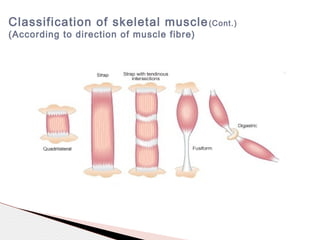 General principles of skeletal muscle | PPT