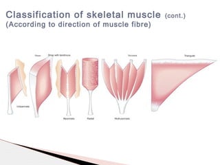 General principles of skeletal muscle | PPT
