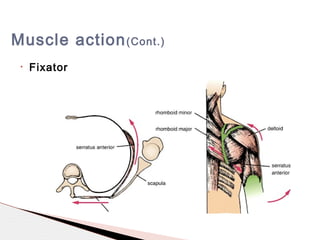 General principles of skeletal muscle | PPT