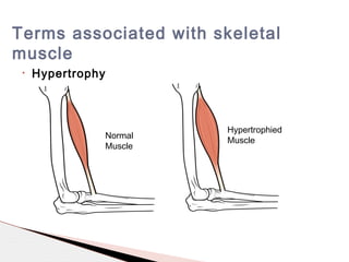 General principles of skeletal muscle | PPT