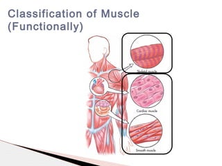 General principles of skeletal muscle | PPT