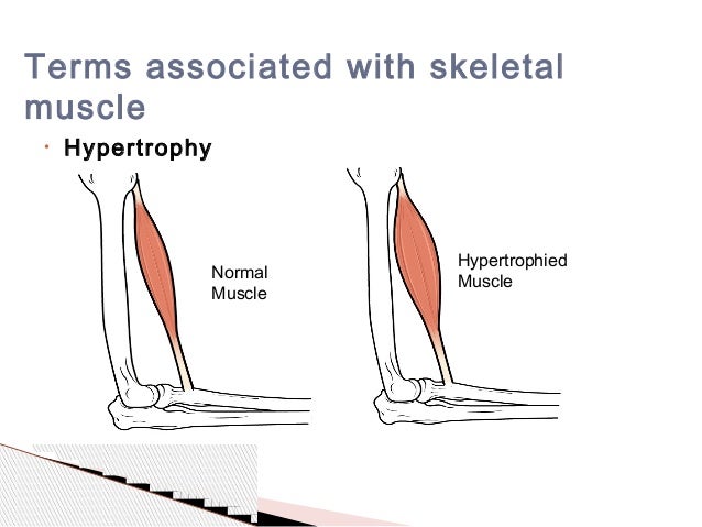 General principles of skeletal muscle