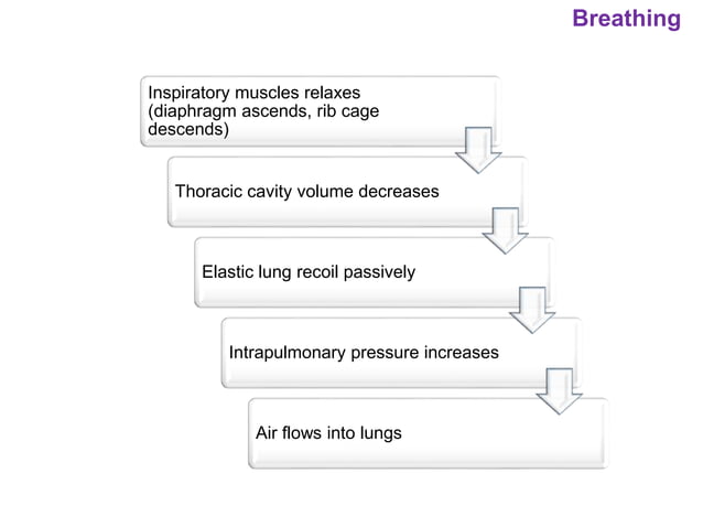 Selected Physiological Processes | PPTX