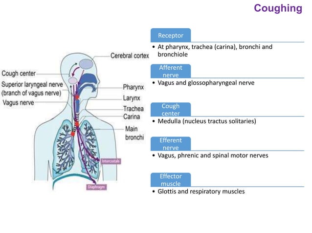 Selected Physiological Processes | PPTX