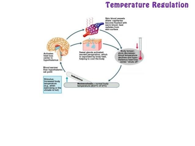 Anatomy of Selected Physiological Processes