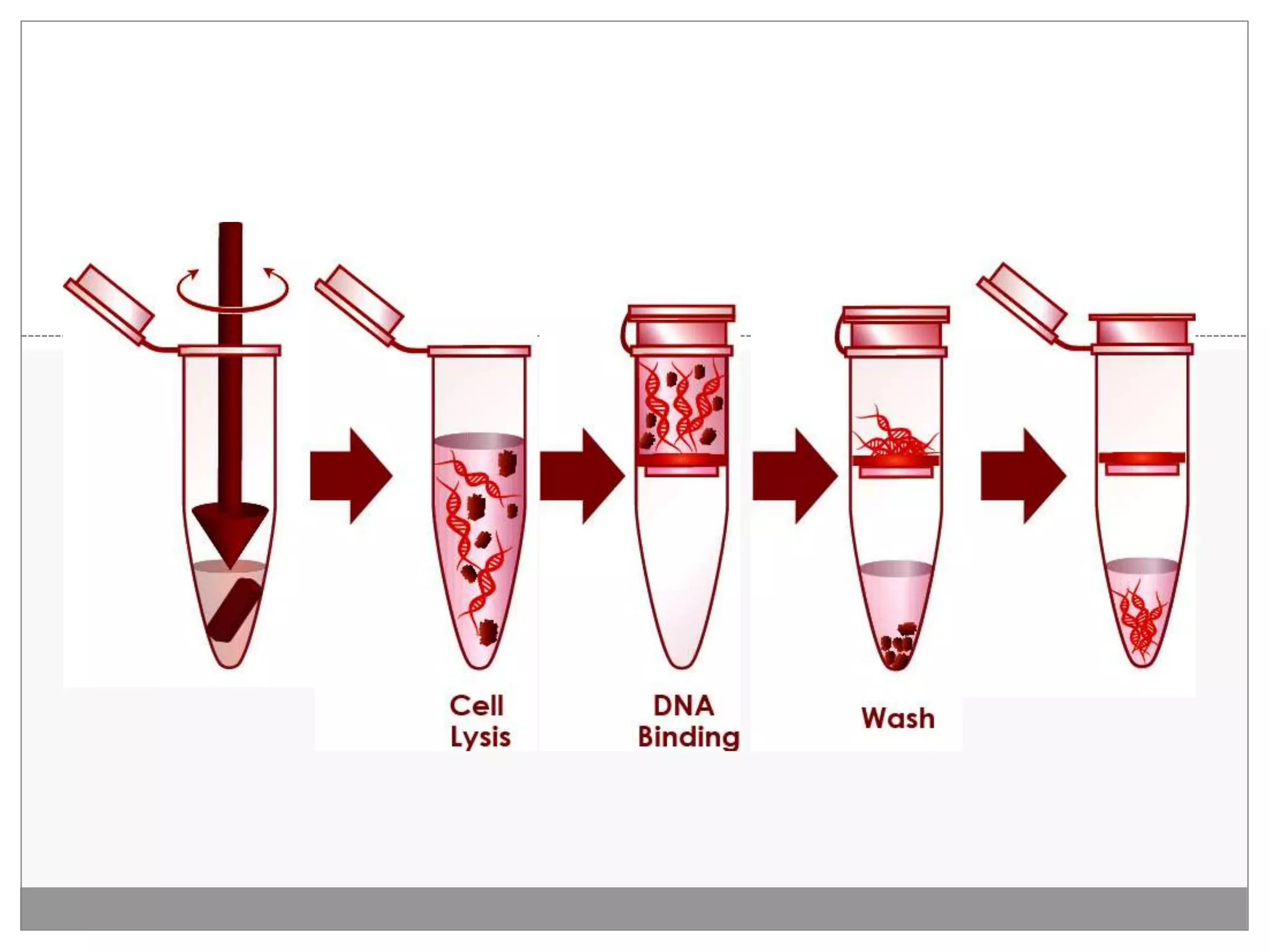 DNA Extraction and Quantity-Quality Check | PPTX