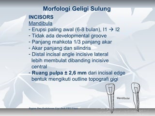 Mmp morfologi gigi sulung | PPT
