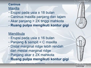 Mmp morfologi gigi sulung | PPT