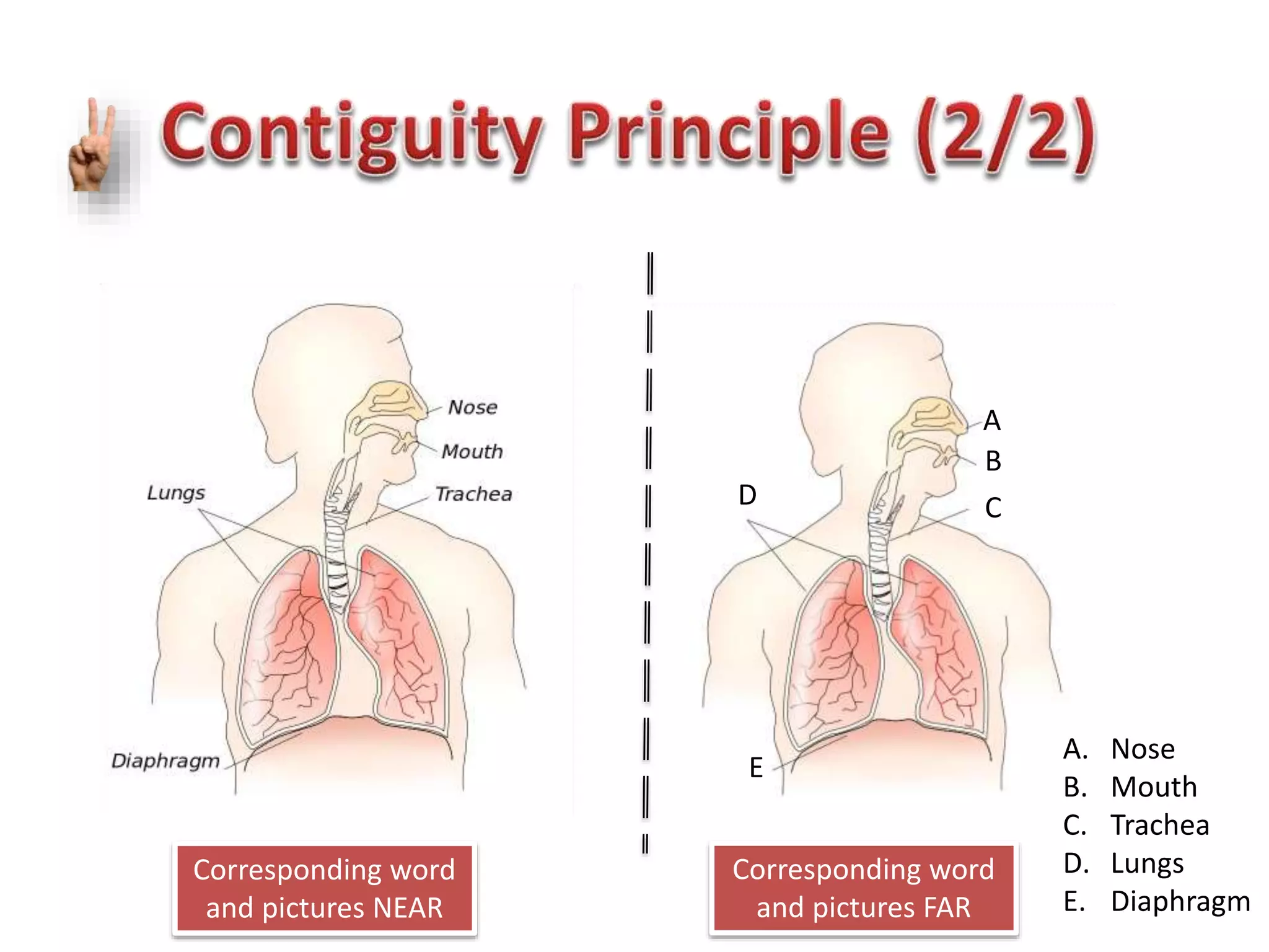 4 Multimedia Principles | PPTX