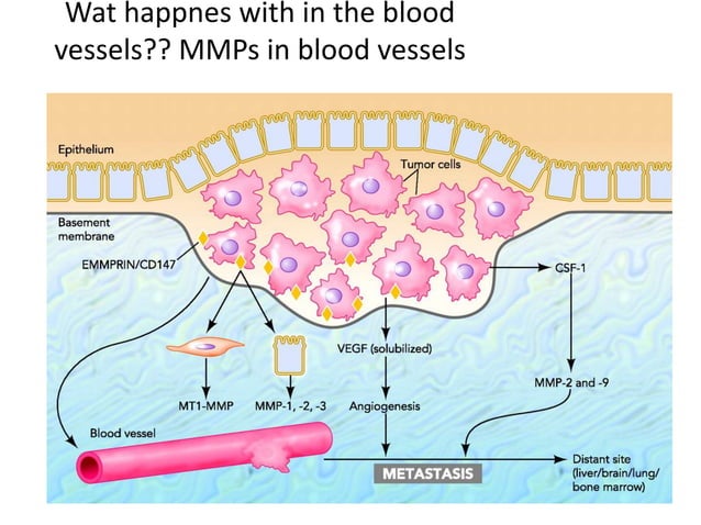 matrix metallo proteases (MMPs) | PPTX