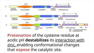 MMPs enzyme activatin and pathway degradation.pptx