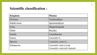 Cannabis | PPTX | Illegal Drugs, Tobacco, eCigarettes, Vaping, Alcohol ...