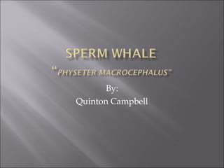 The Sperm Whale | PPT