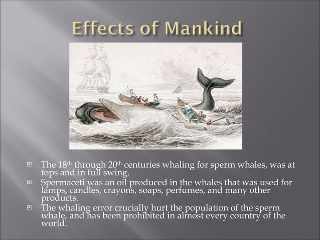 The Sperm Whale | PPT
