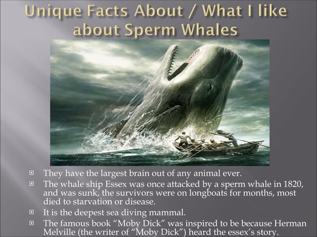 The Sperm Whale | PPT