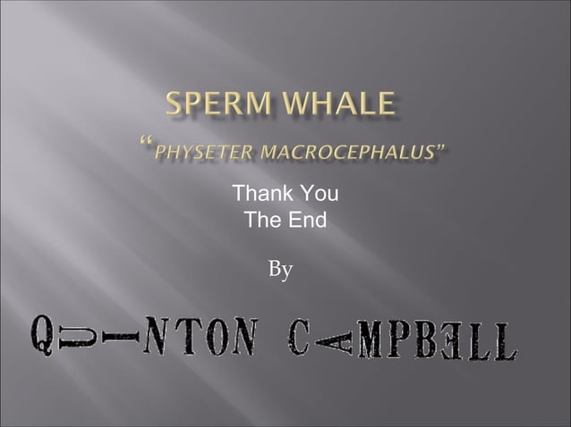 The Sperm Whale | PPT