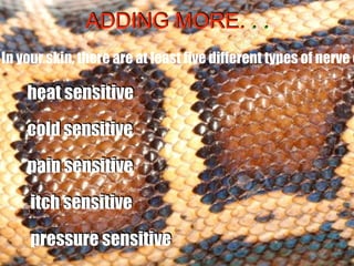 MMR sensor | PPT | Free Download