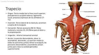 MMSS - Músculos-1.pptx