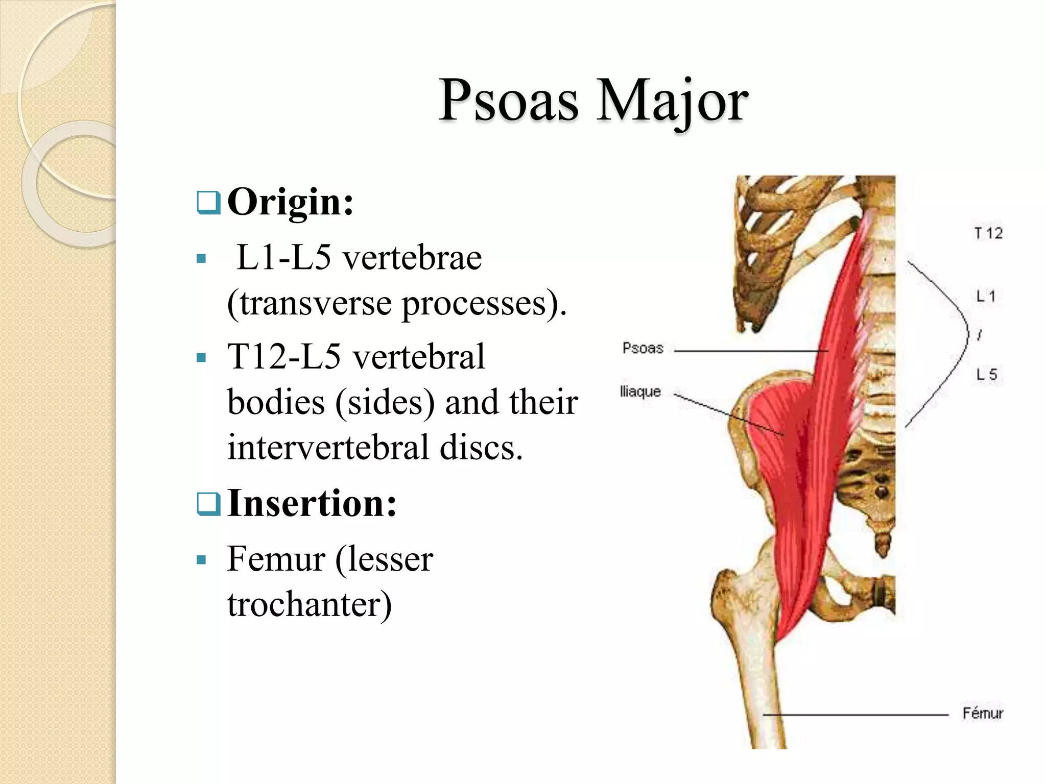 Mmt f0r hip | PPTX