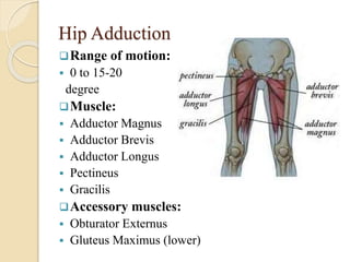 Mmt f0r hip | PPTX