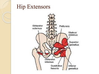 Hip Extensor Muscles