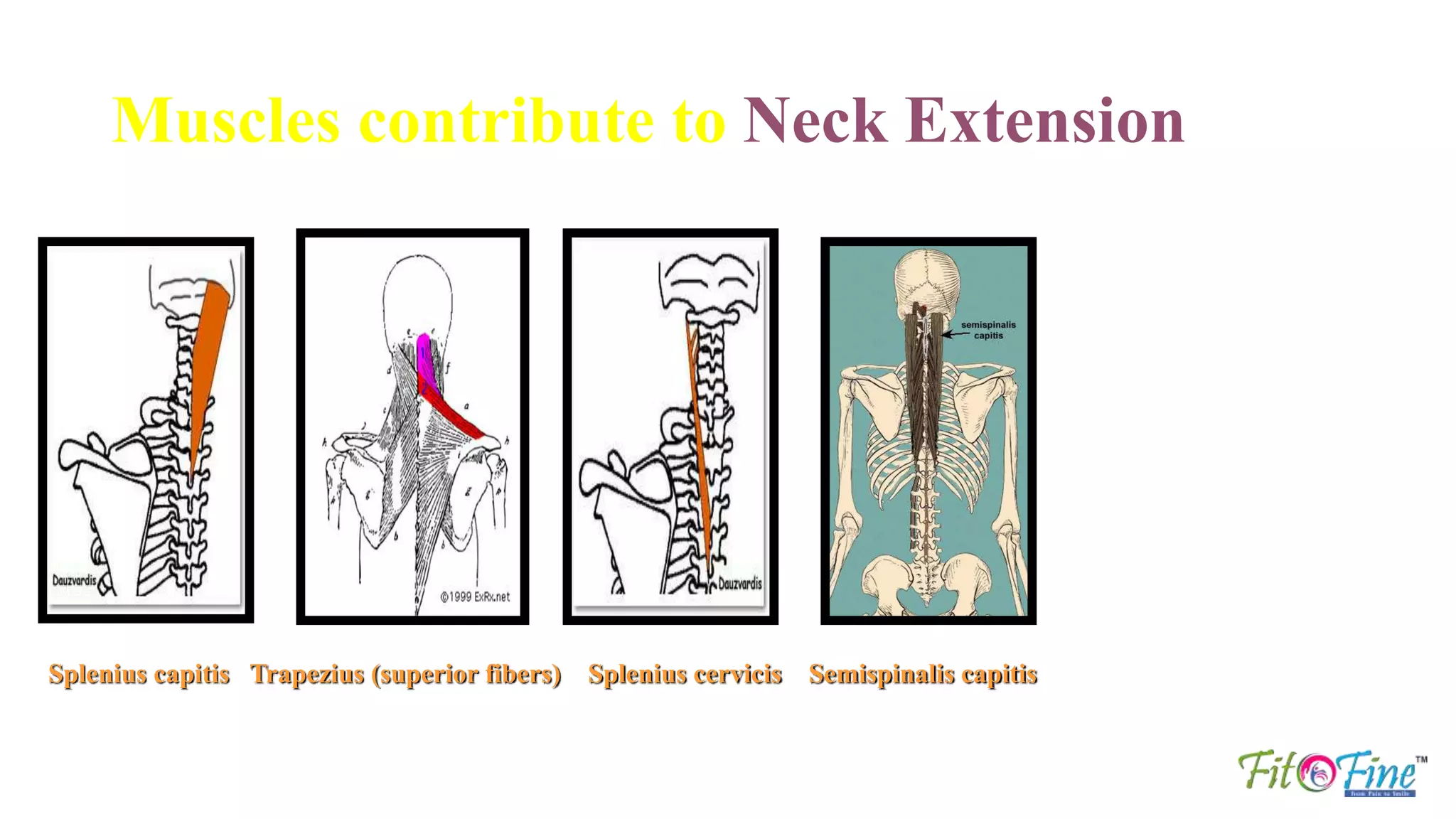 MMT Neck & Scapula.pptx