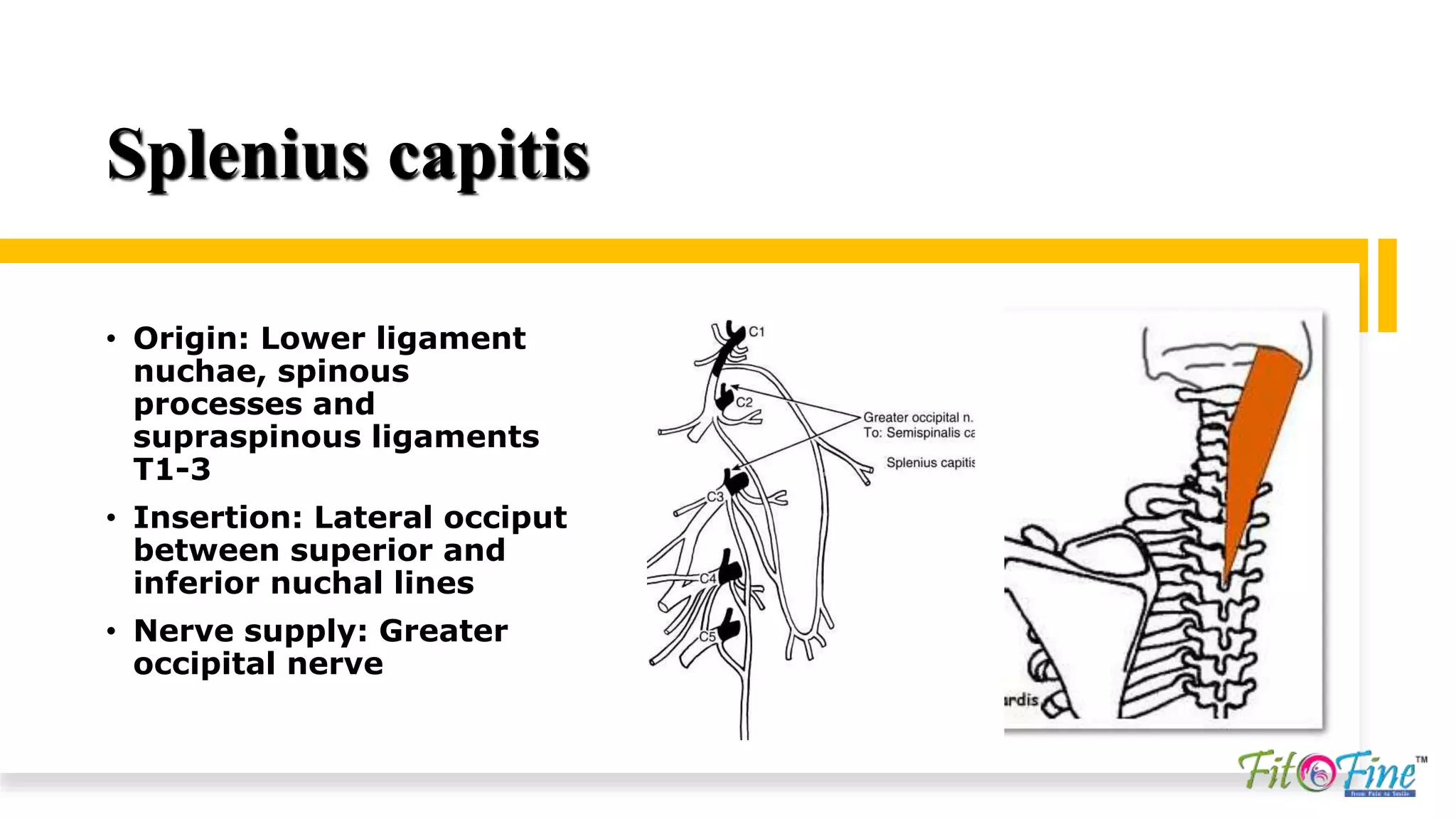 MMT Neck & Scapula.pptx
