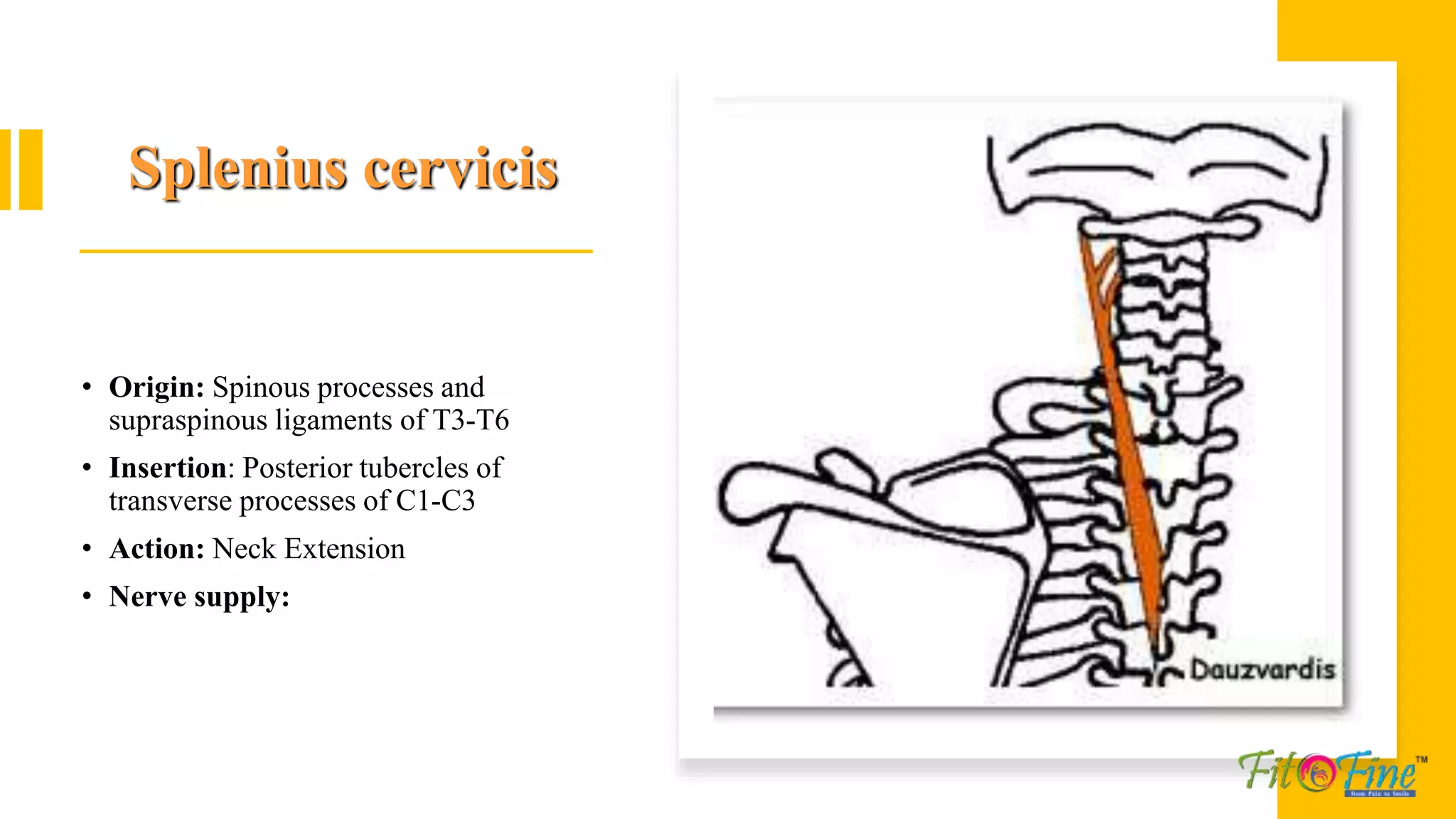 MMT Neck & Scapula.pptx
