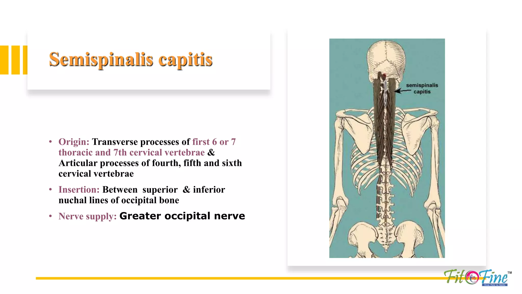 MMT Neck & Scapula.pptx