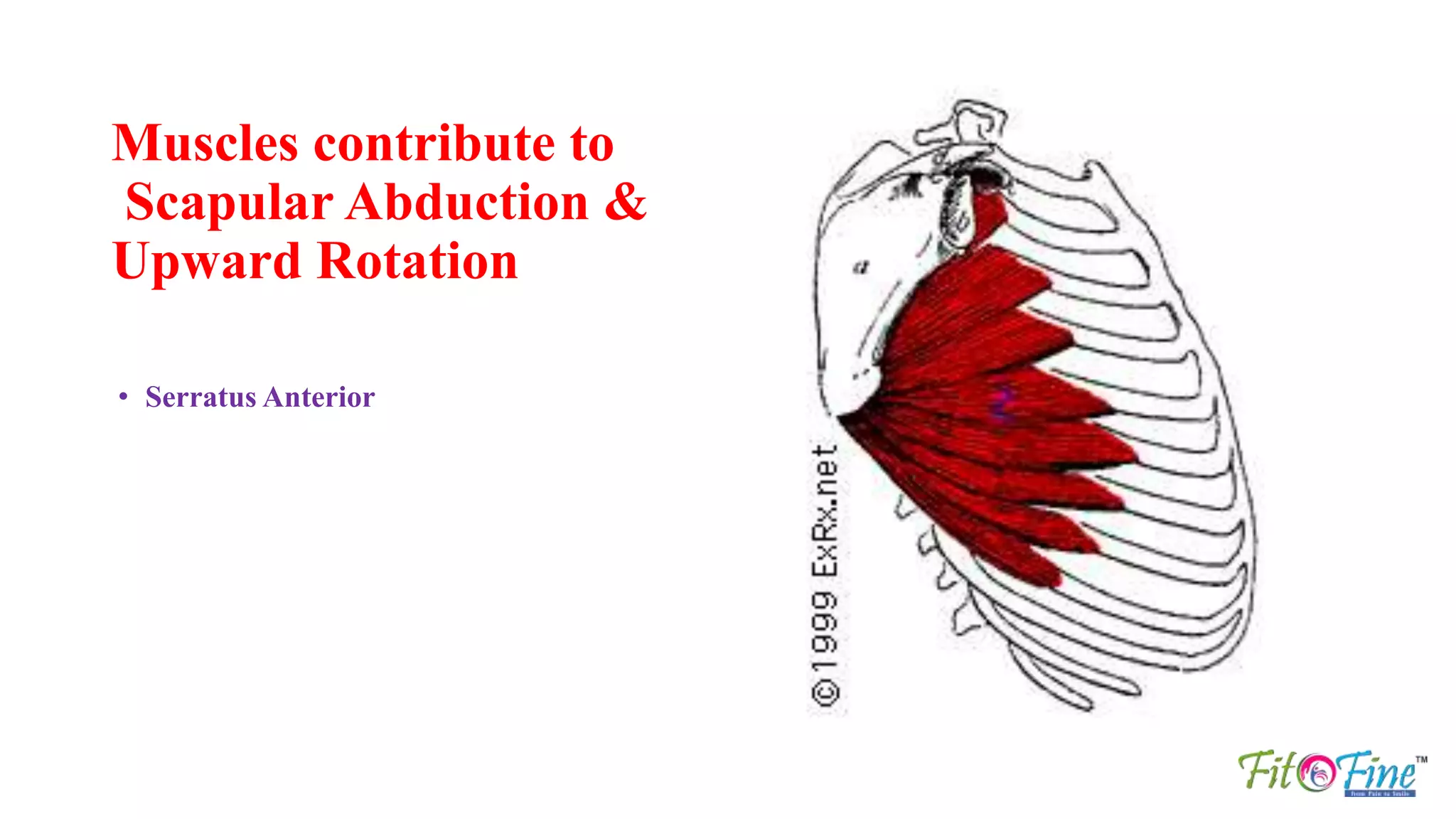MMT Neck & Scapula.pptx