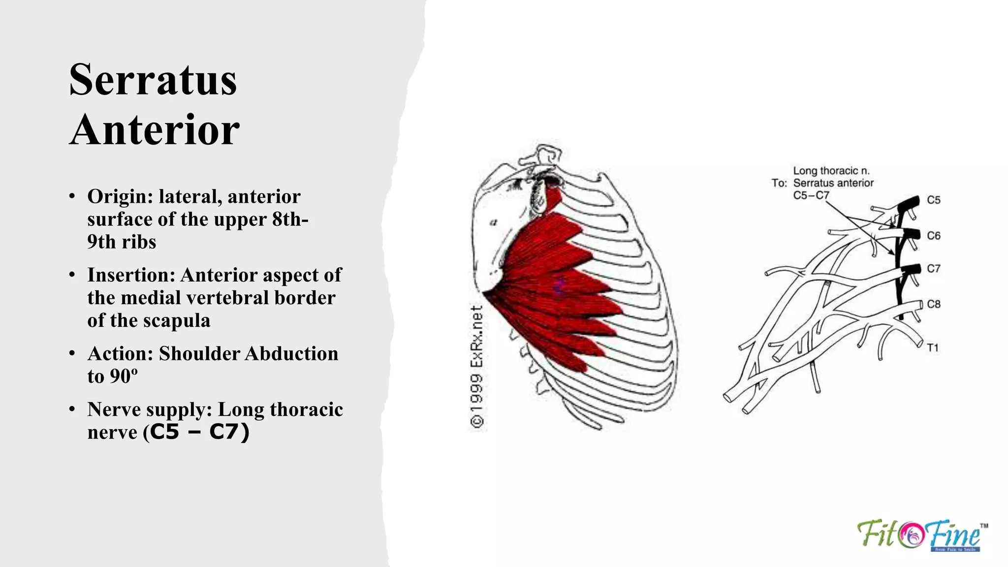 MMT Neck & Scapula.pptx