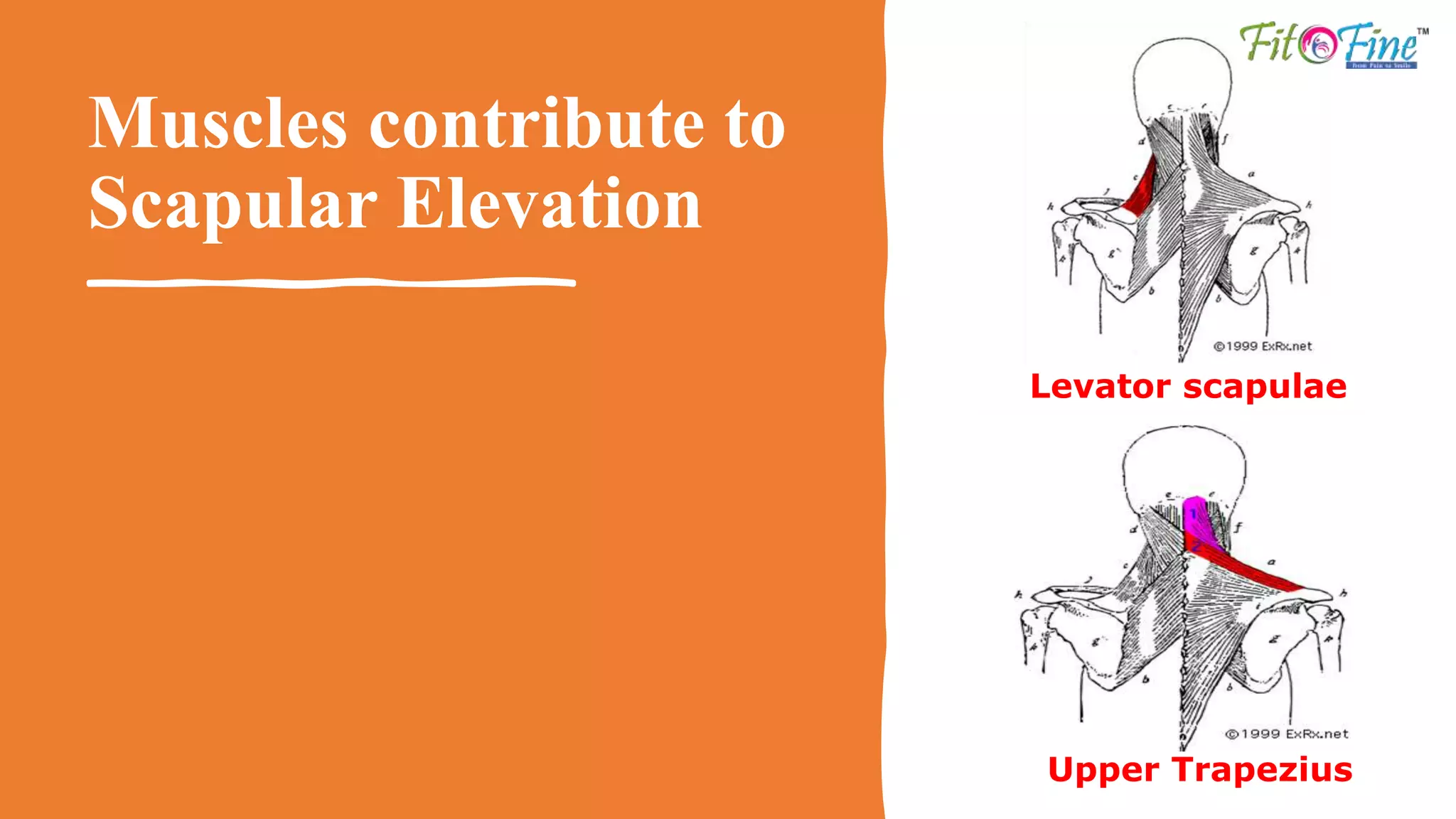 MMT Neck & Scapula.pptx