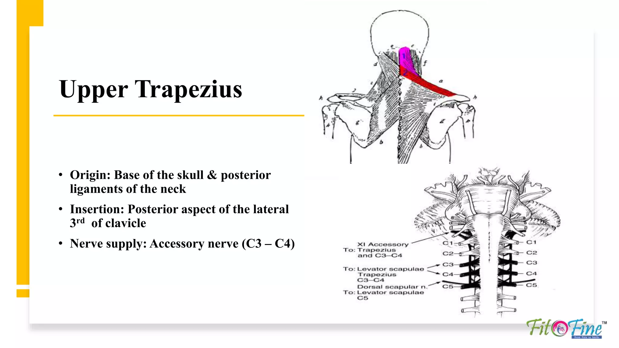 MMT Neck & Scapula.pptx