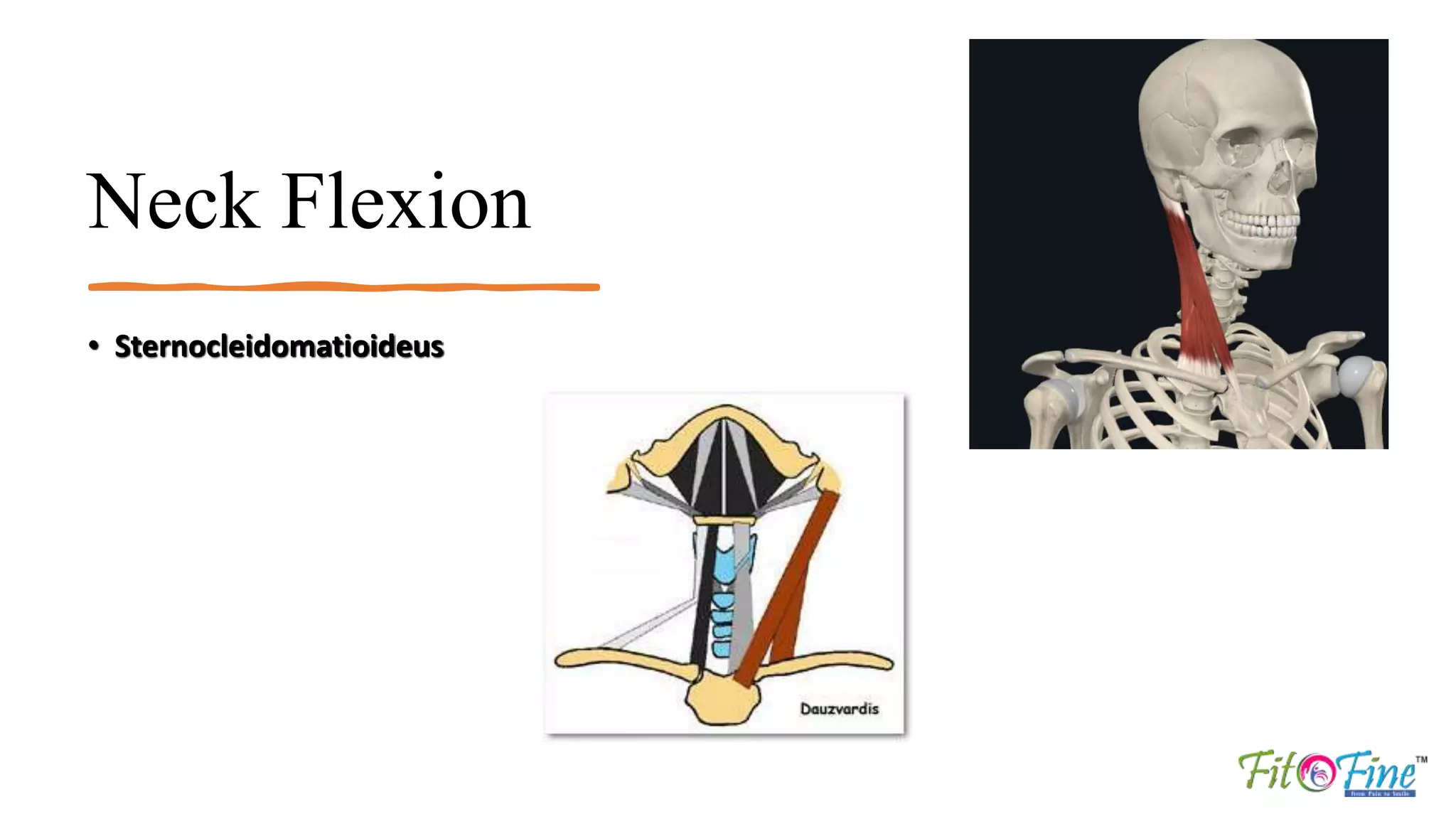 MMT Neck & Scapula.pptx