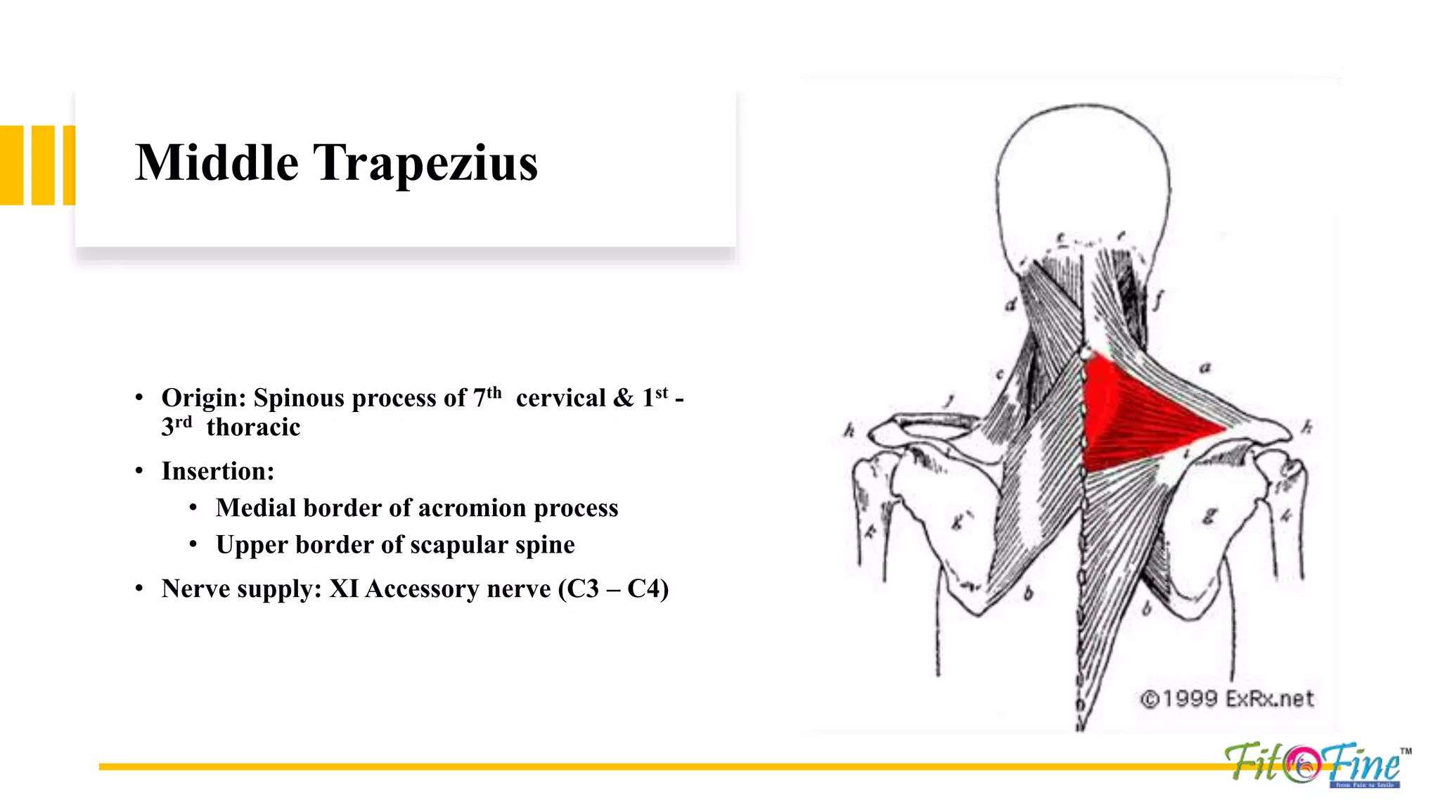 MMT Neck & Scapula.pptx