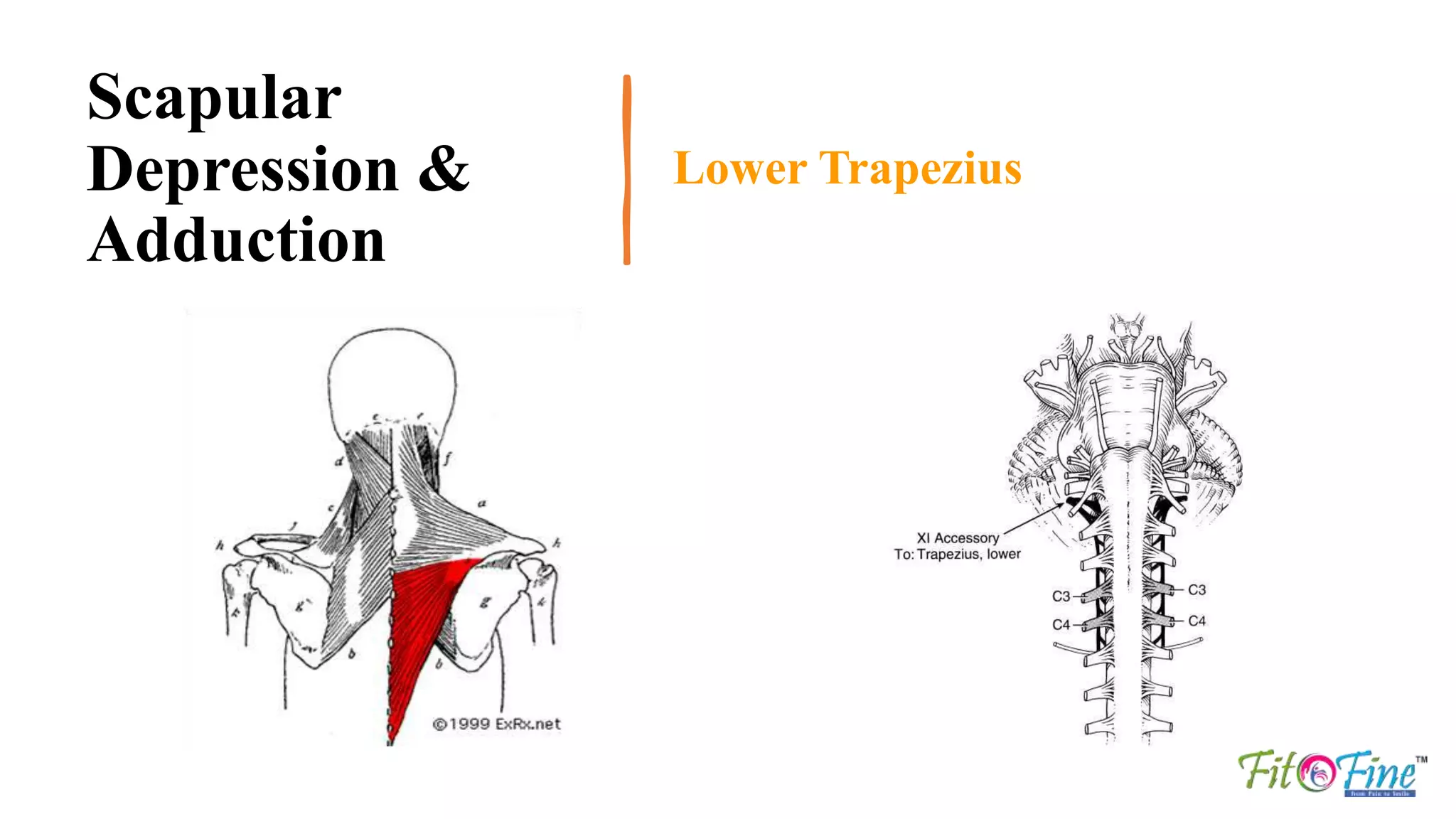 MMT Neck & Scapula.pptx