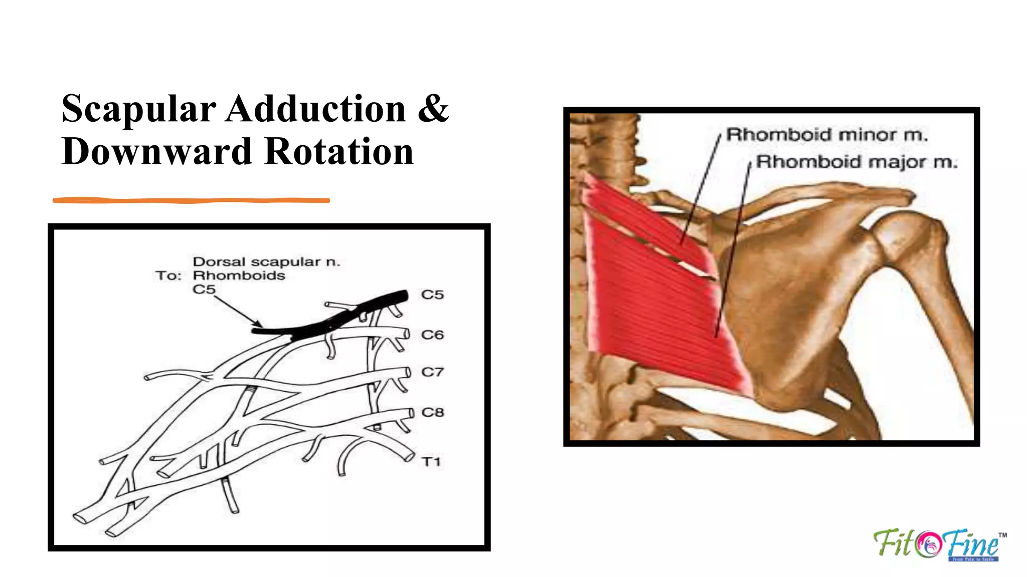 MMT Neck & Scapula.pptx