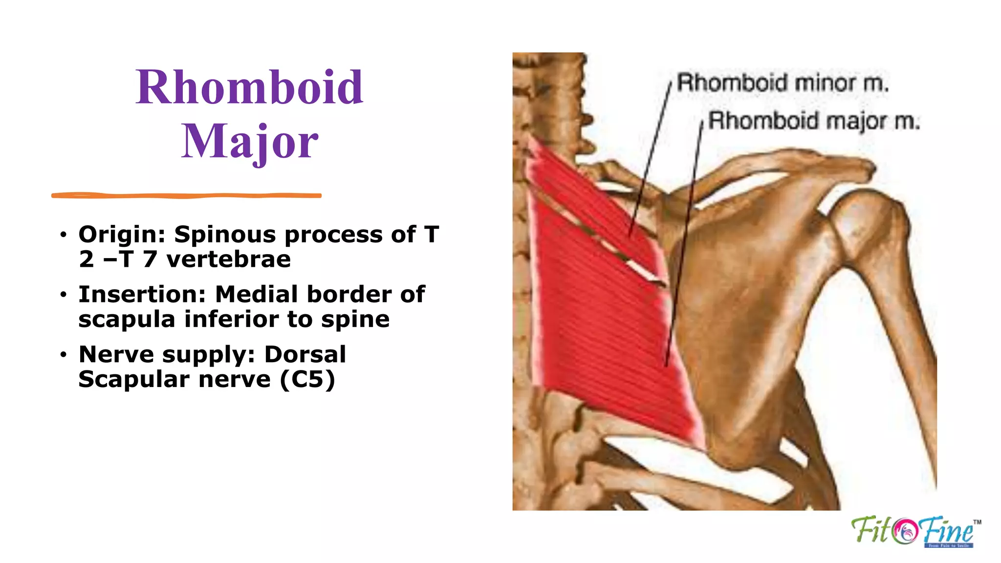 MMT Neck & Scapula.pptx