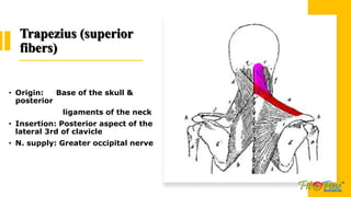 MMT Neck & Scapula.pptx