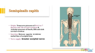 MMT Neck & Scapula.pptx