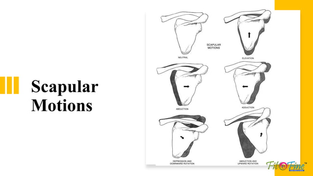 MMT Neck & Scapula.pptx | Death, Injury, or Military Conflict ...