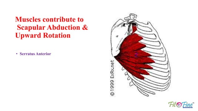 MMT Neck & Scapula.pptx | Death, Injury, or Military Conflict ...