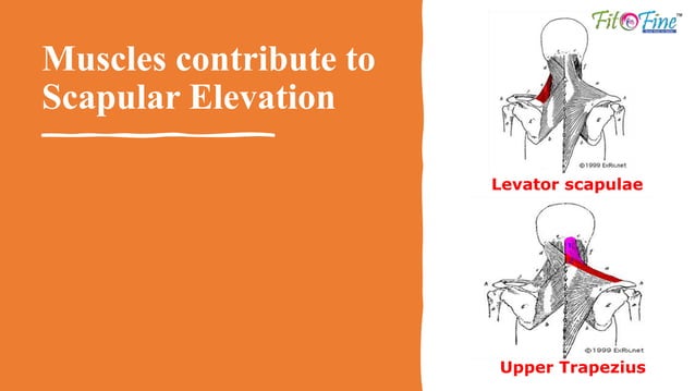MMT Neck & Scapula.pptx | Death, Injury, or Military Conflict ...