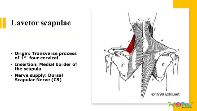 MMT Neck & Scapula.pptx | Death, Injury, or Military Conflict | Sensitive Topics
